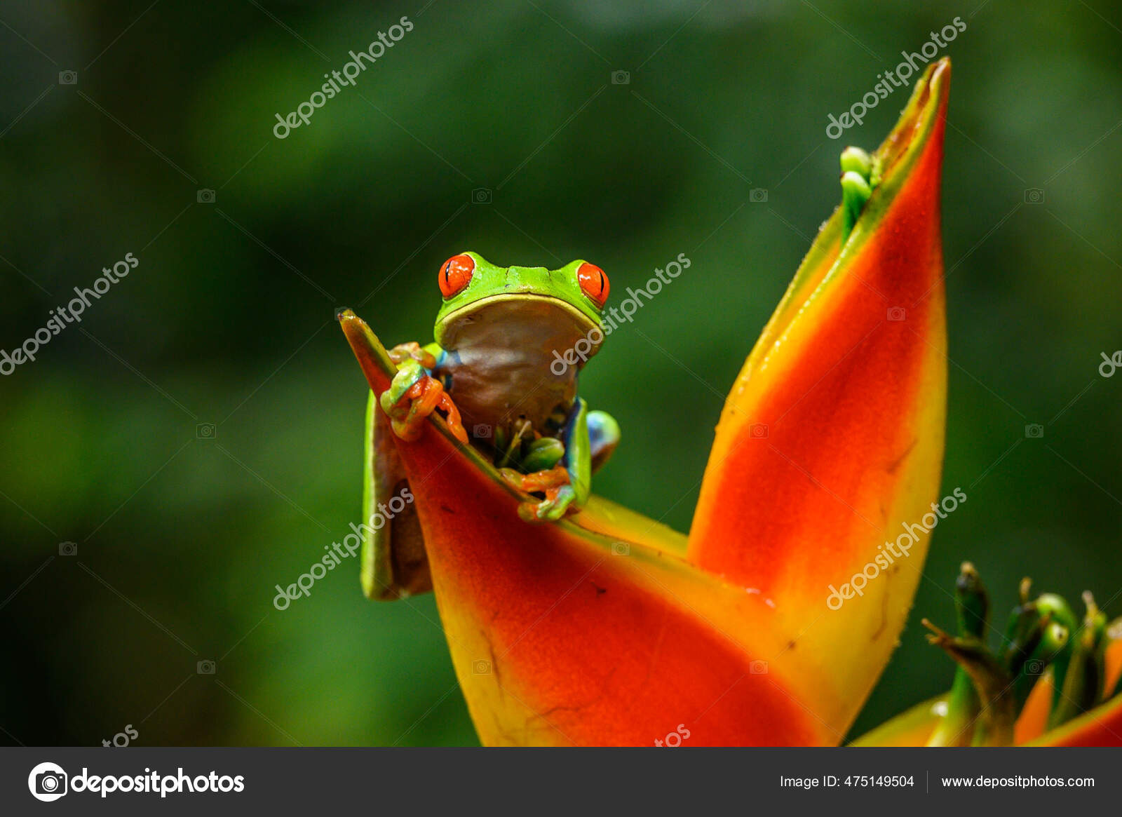 Rotäugiger Laubfrosch Agalychnis Callidryas Tier Mit Großen Roten Augen ...