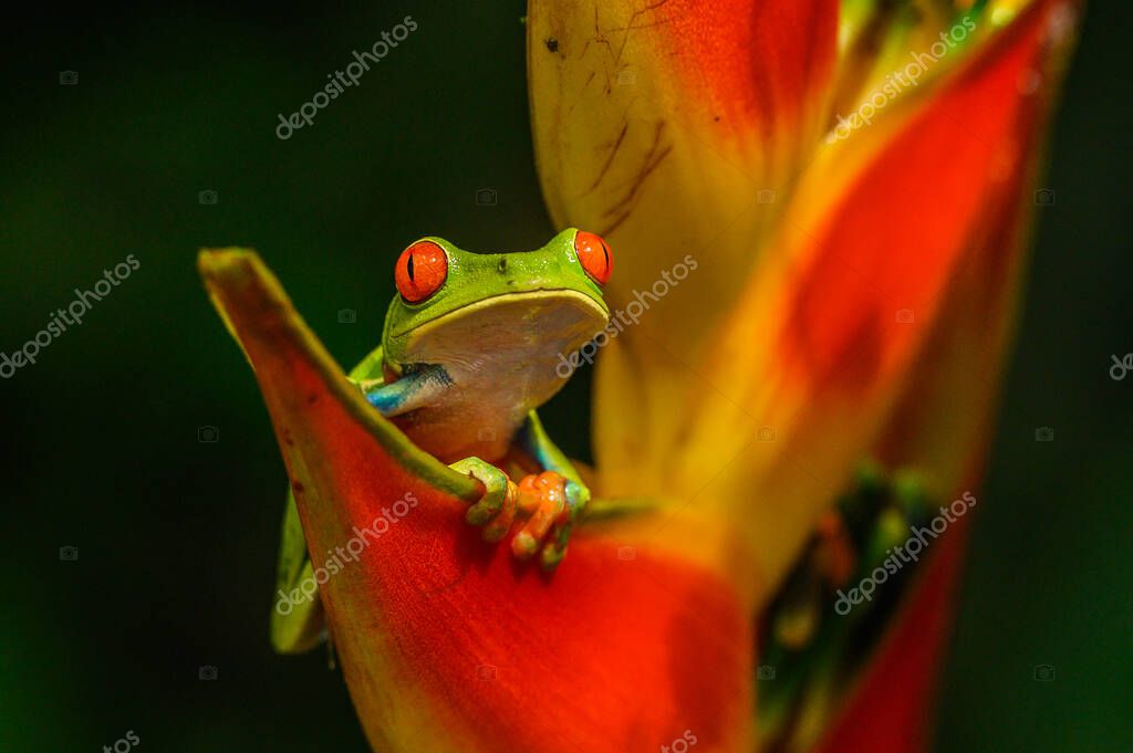 Rana de Ojos Rojos, Agalychnis callidryas, animal con grandes ojos ...