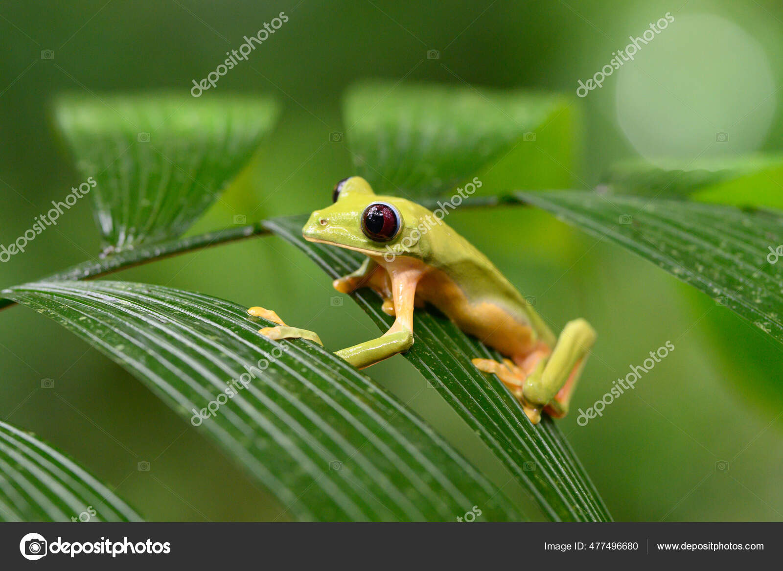 Gliding Tree Frog Agalychnis Spurrelli Species Frog Family Hylidae ...