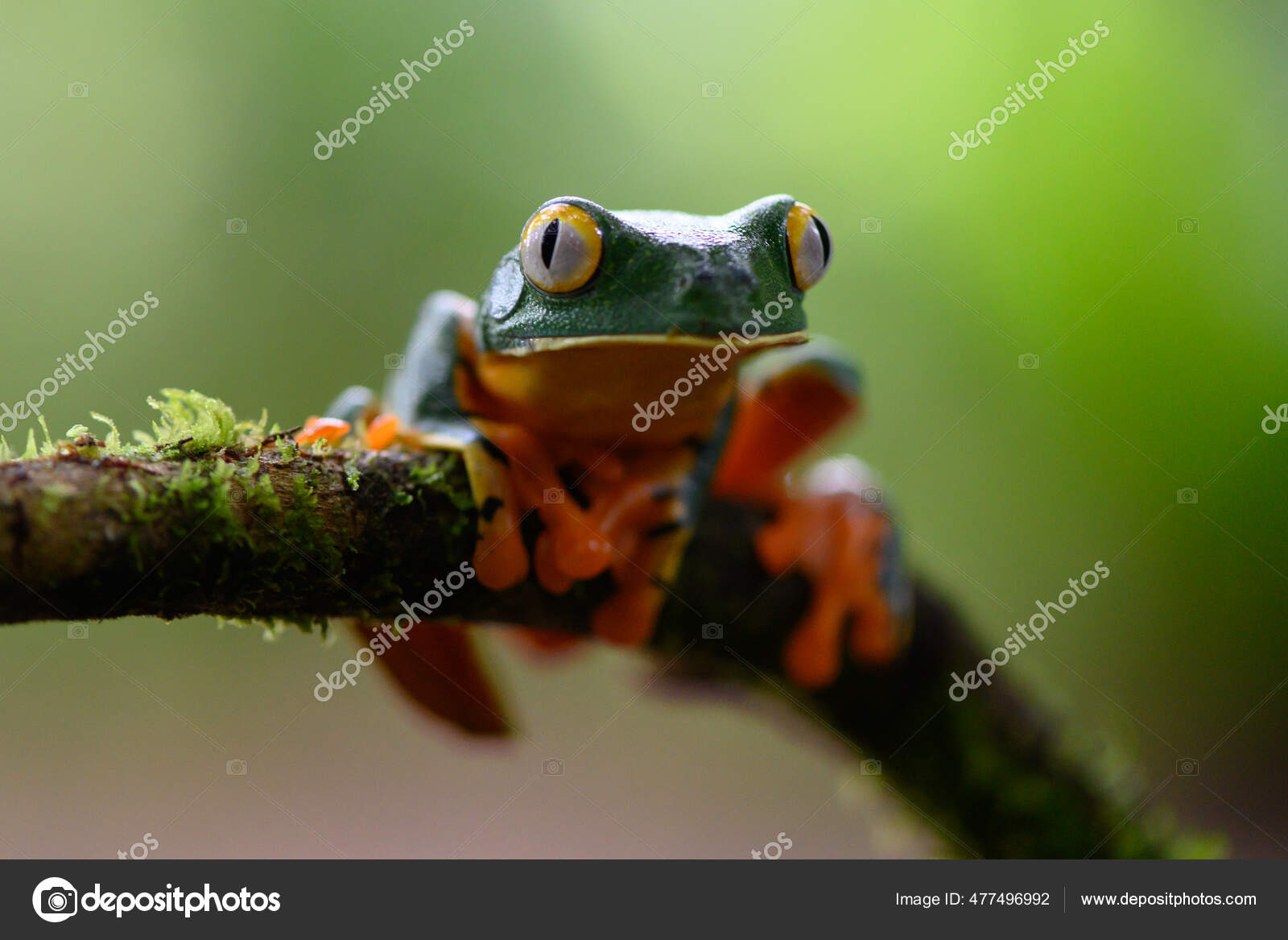 Splendid Leaf Frog