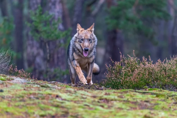 Wolf running Stock Photos, Royalty Free Wolf running Images | Depositphotos