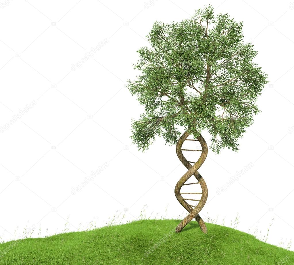 DNA shaped tree with trunks forming the double helix — Stock Photo ...