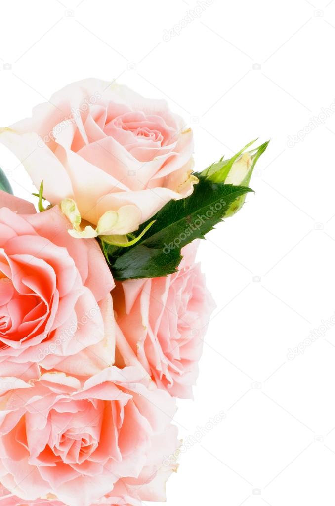 Cream Pink Roses Stock Photo by ©zhekos_ 57990097