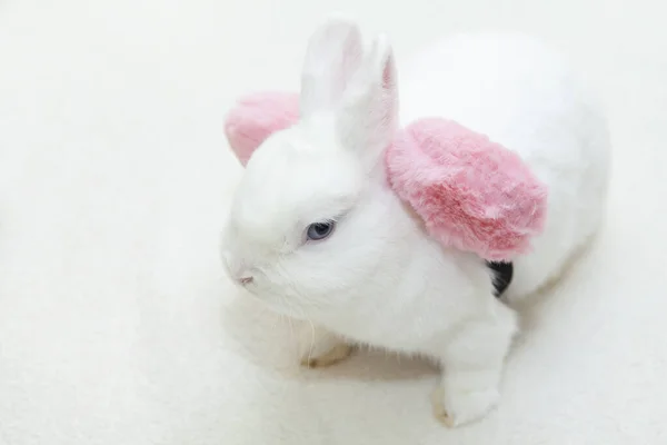 White rabbit hat Stock Photos, Royalty Free White rabbit hat Images ...