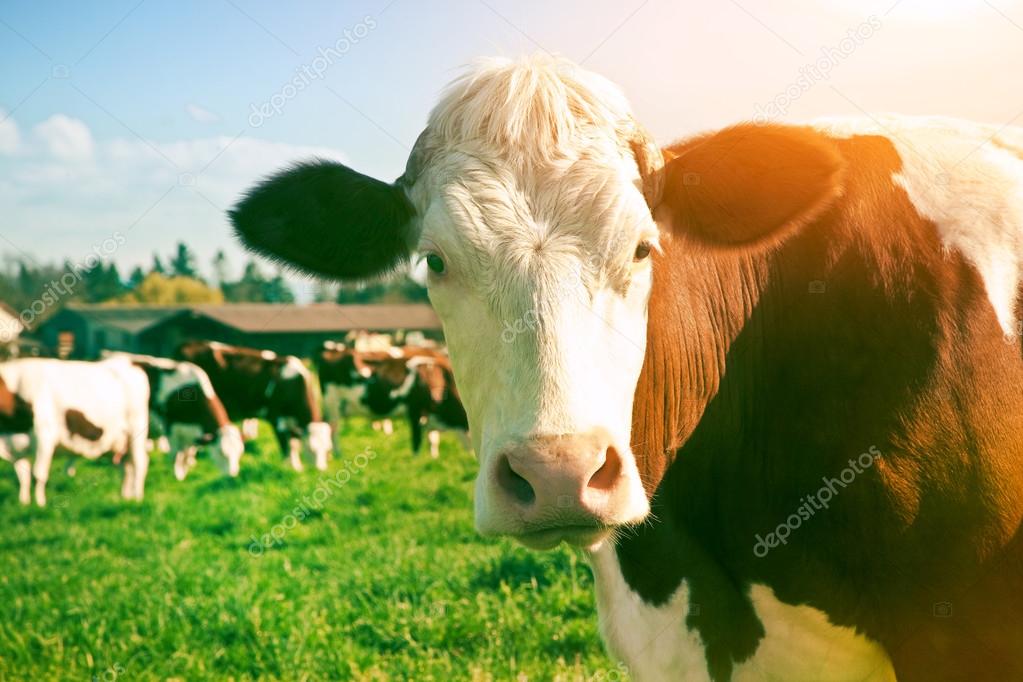 Cows at summer green field — Stock Photo © dedivan1923 #111471828
