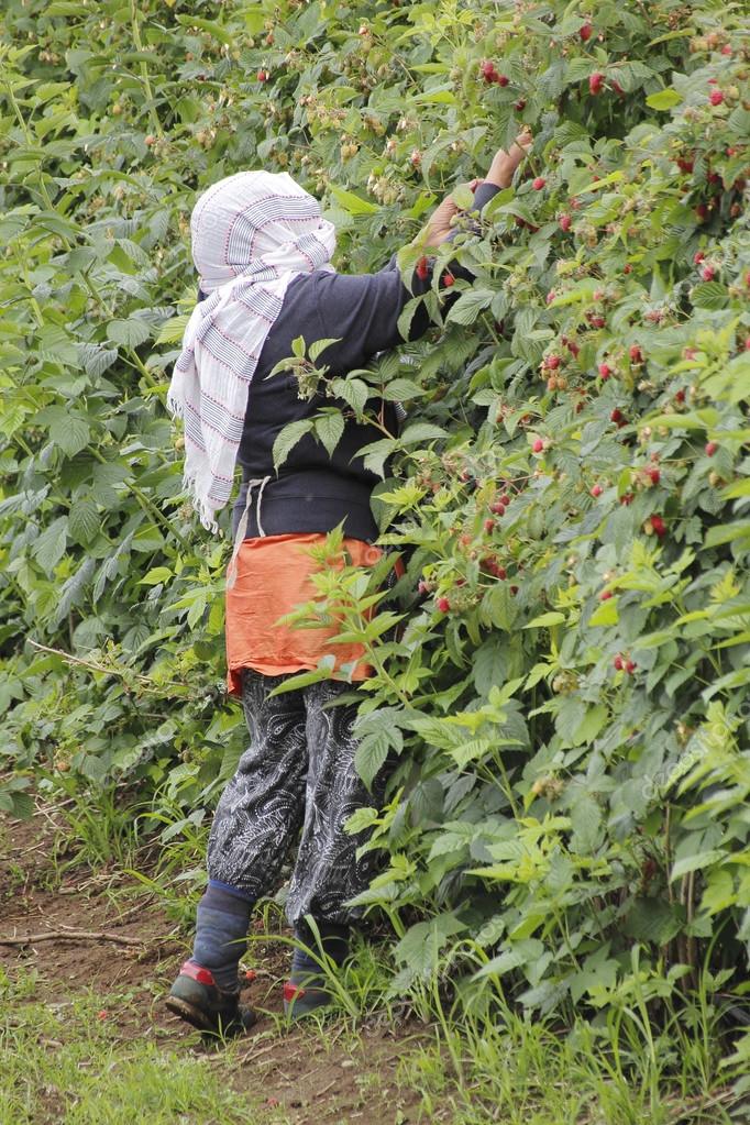 Indians Gathering Berries