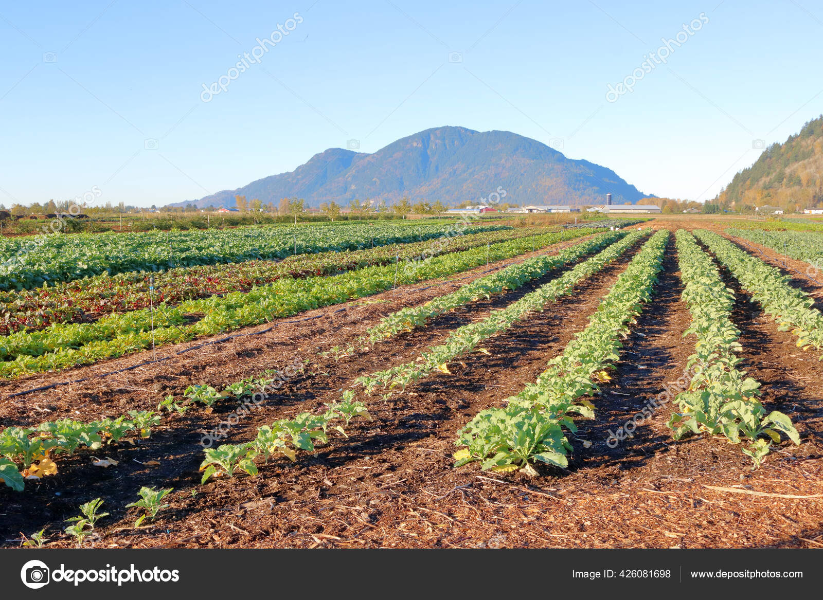 Long Straight Rows Vegetables Grow Canada's Mild West Coast Climate ...