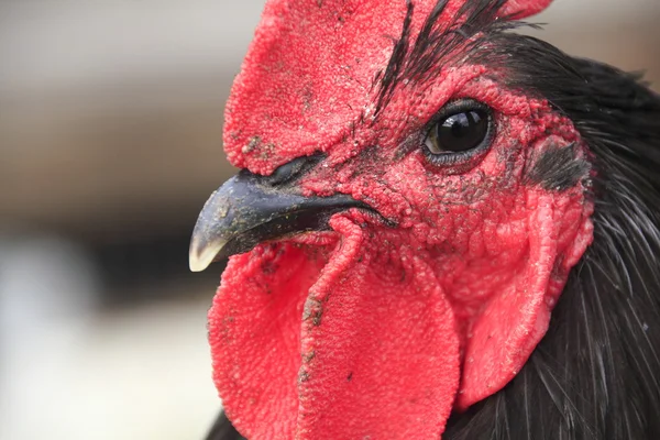 Chickens Clipped Beak — Stock Photo © modfos #14626871