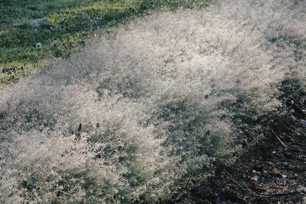 Kali Tragus, Russian Thistle or Tumbleweed Stock Photo by ©modfos 69946963