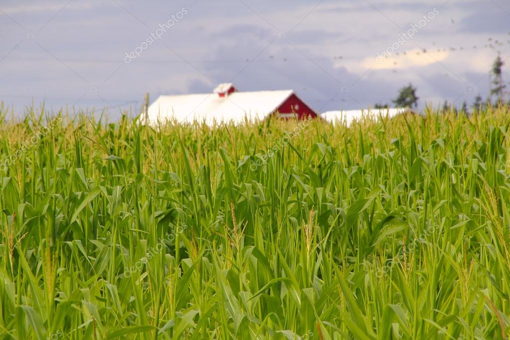 Tall Washington Corn Crop — Stock Photo © modfos #78575488