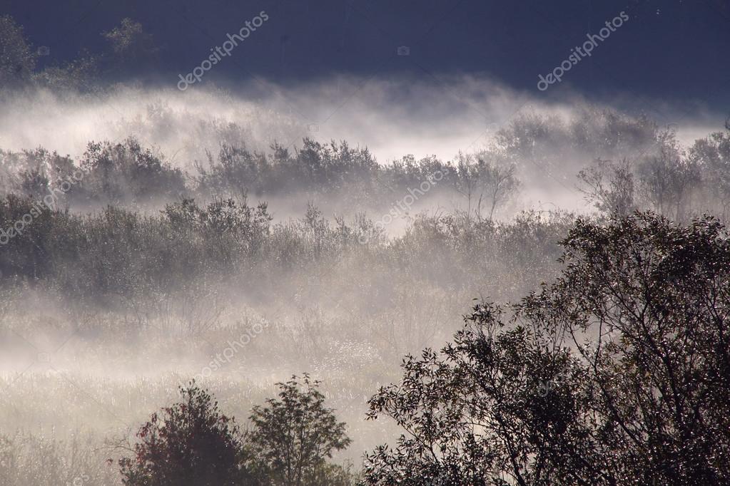 Dense Fog in Forest — Stock Photo © modfos #83819112