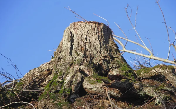 Tree stump top Stock Photos, Royalty Free Tree stump top Images ...