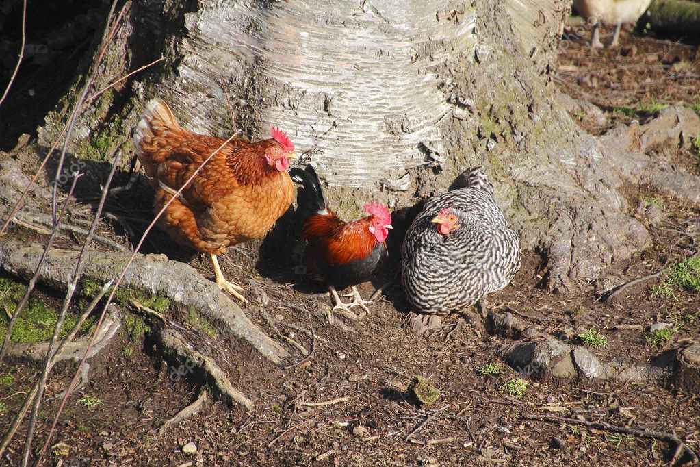 Perdiz Plymouth Rock Pollo