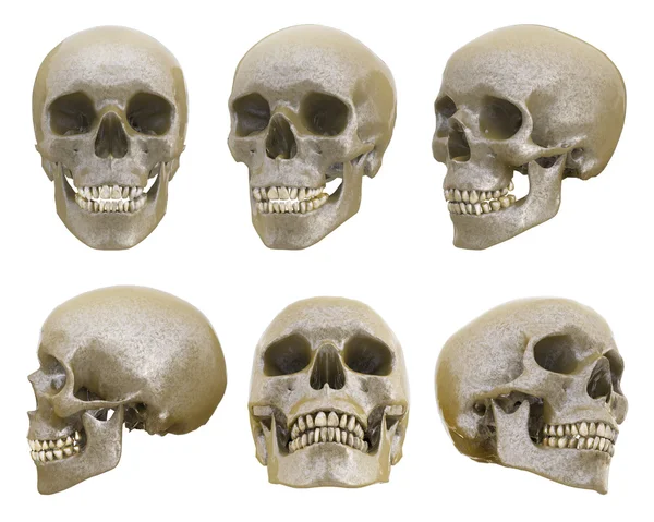 Set Human Skulls Different Angles Isolated White Background Stock Photo ...