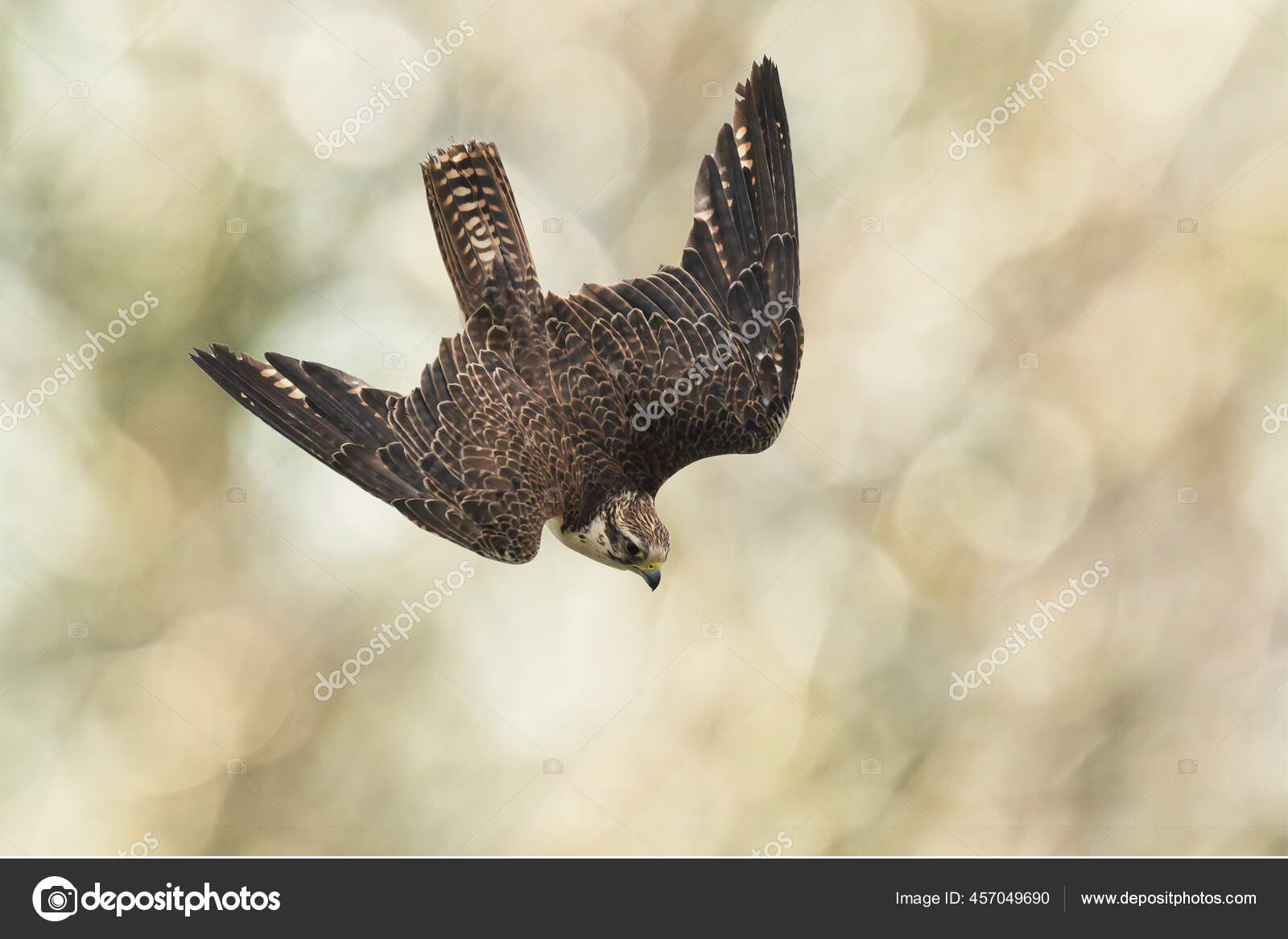 Diving Falcon