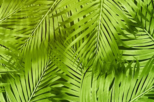 Palm Branch Green Leaves Isolated White Background Stock Photo by ...