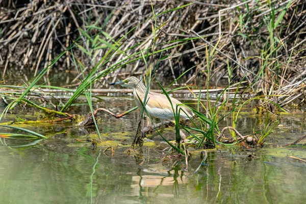 Pantanal wetland Stock Photos, Royalty Free Pantanal wetland Images ...