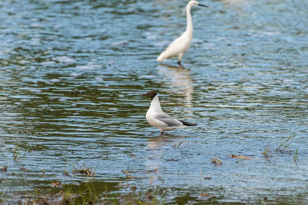 Hike marsh birds Stock Photos, Royalty Free Hike marsh birds Images ...