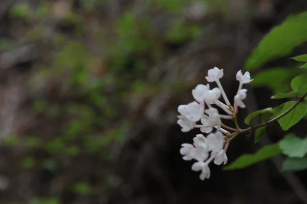 Mountain tree flower Stock Photos, Royalty Free Mountain tree flower ...