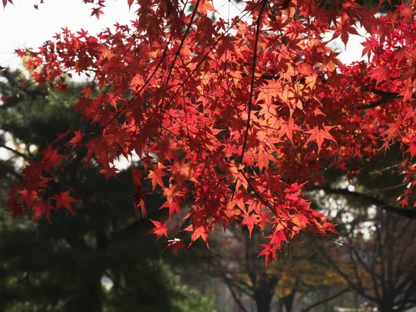 Cut leaf japanese maple Stock Photos, Royalty Free Cut leaf japanese ...