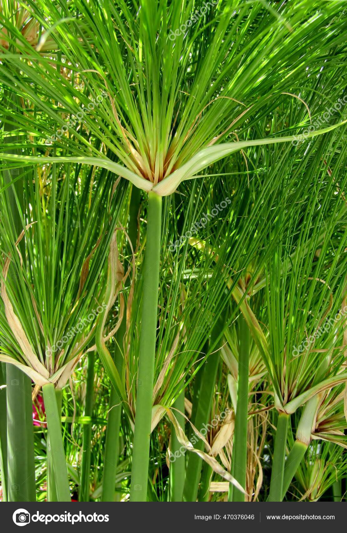 Cyperus Papyrus Nile Grass Papyrus Sedge Plant Closeup Stock Photo by ...
