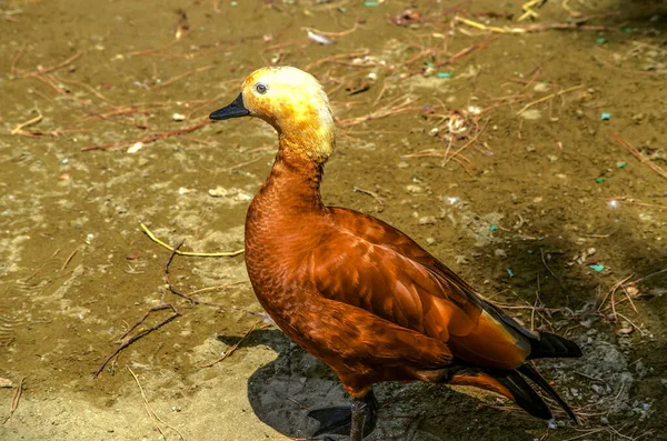 Canard orange images libres de droit, photos de Canard orange ...