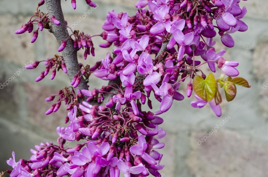 Purple flowers on Judas Tree — Stock Photo © tatyanamh #70548993