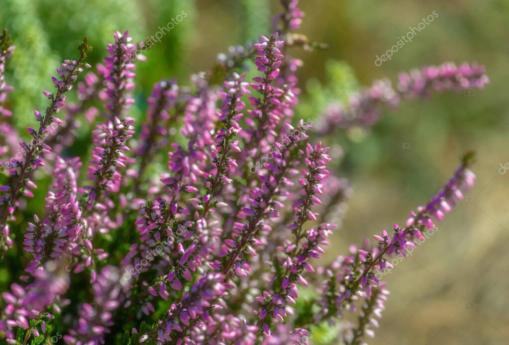 Heather es un arbusto siempre verde. Hermosa flor rosa brezo blanco ...