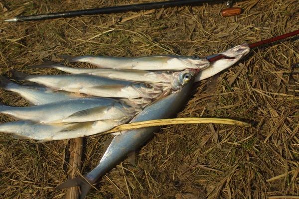 Carp halves Stock Photos, Royalty Free Carp halves Images | Depositphotos