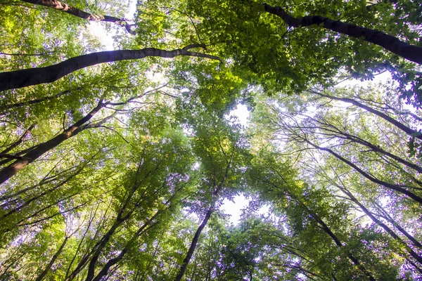 Perspective forest Stock Photos, Royalty Free Perspective forest Images ...