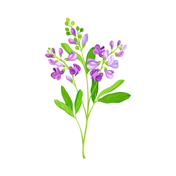 Lucerne plant, Royalty-free Lucerne plant Vector Images & Drawings ...