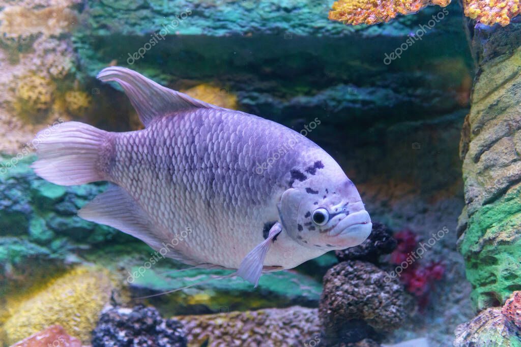 mármol gourami pescado. Un morfo criado en cautividad de Three Spot ...