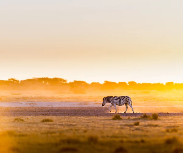 African zebras sunset Stock Photos, Royalty Free African zebras sunset ...