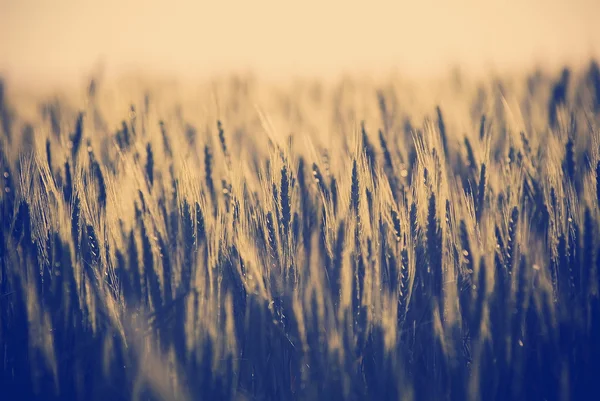 Paddock background Pictures, Paddock background Stock Photos & Images ...