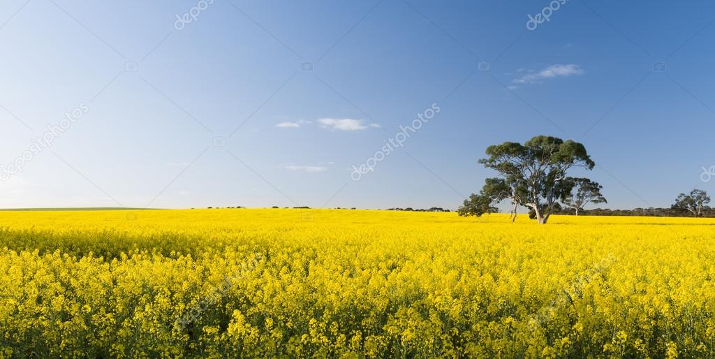 Canola Field Stock Photo by ©THPStock 58829657