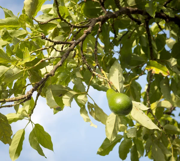 Huerto de aguacate Stock Photos, Royalty Free Huerto de aguacate Images ...