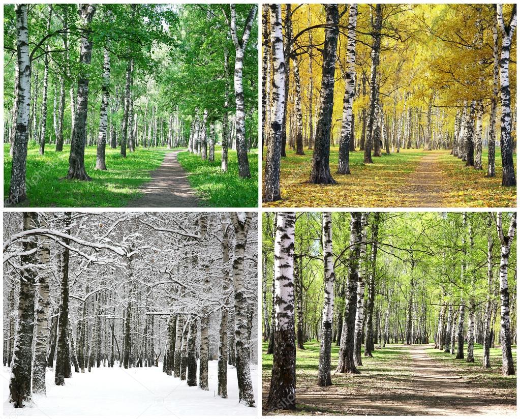 Four seasons of row birch trees — Stock Photo © LeniKovaleva #92577742