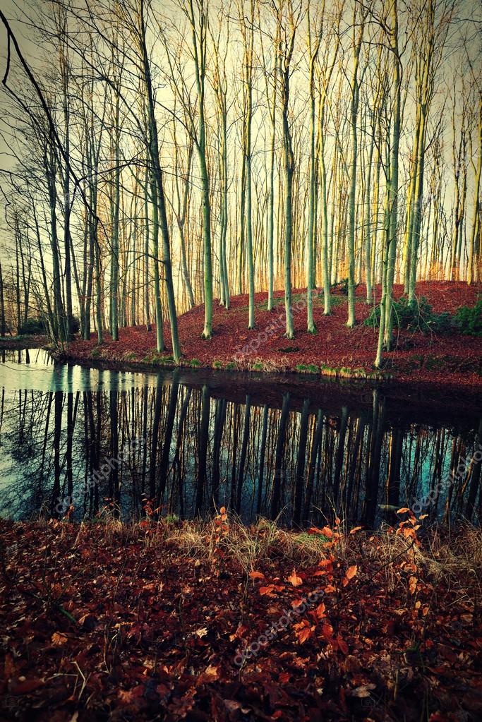 Bosque de haya y su reflejo en el lago. 2023
