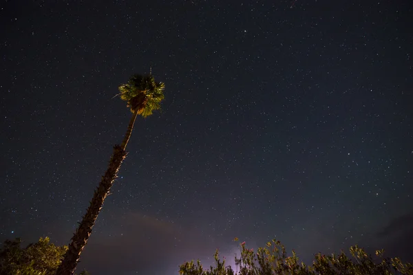 Palm tree night Stock Photos, Royalty Free Palm tree night Images ...
