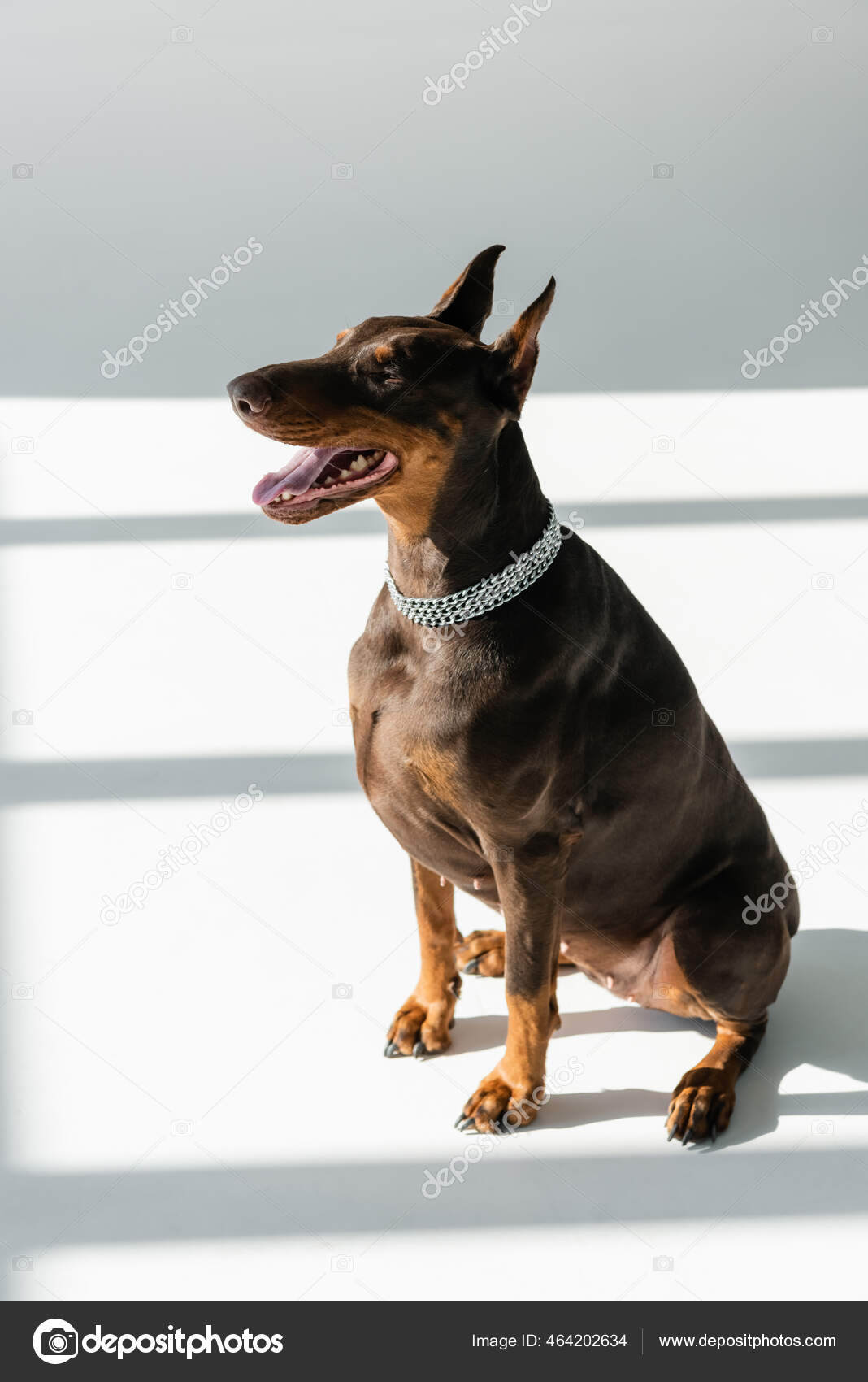 Doberman Dog Chain Collar Sitting White Floor Grey Shadows — Stock ...
