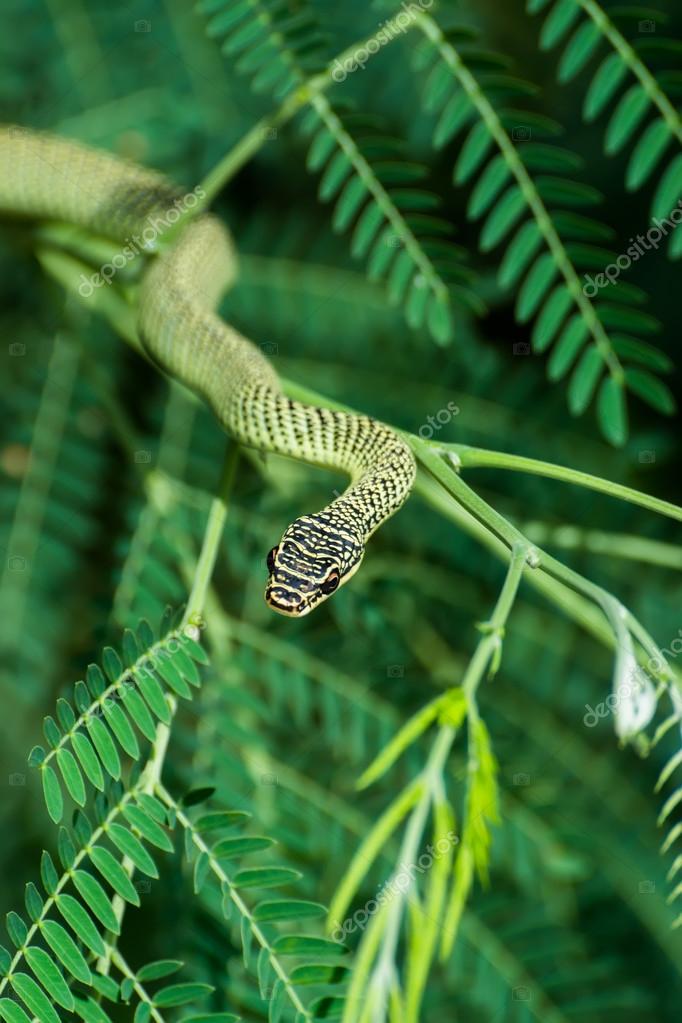 Close up of a Rough Green Snake in a tree — Stock Photo © Noppharat_th ...