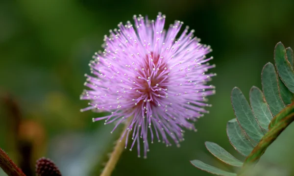 Sensitive plant flower ( mimosa pudica ) - Stock Image - Everypixel
