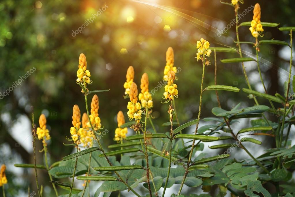 Hierbas digestivas nombre tiña Bush .: fotografía de stock © Noppharat ...