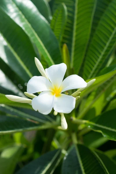Tiare Maori the National Flower of the Cook Islands — Stock Photo ...
