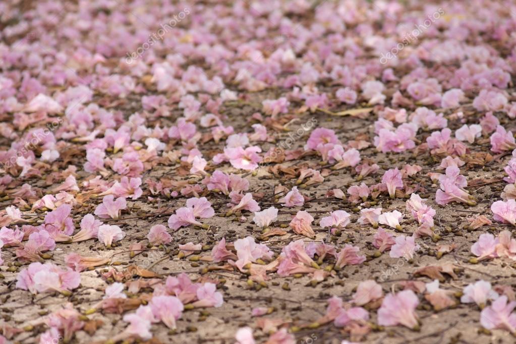 Flower of pink trumpet tree falling on ground Stock Photo by ©Noppharat ...