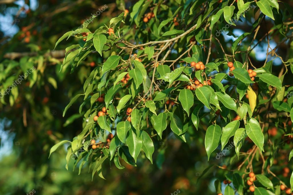Ficus Benjamina Tree