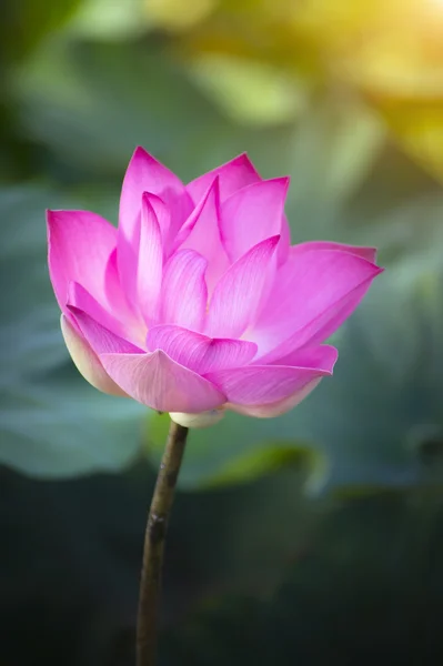 Heartfulness Stock Photos, Royalty Free Heartfulness Images | Depositphotos