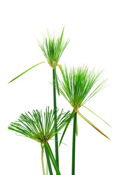 Fresh Papyrus plants Stock Photo by ©photooasis 10521113