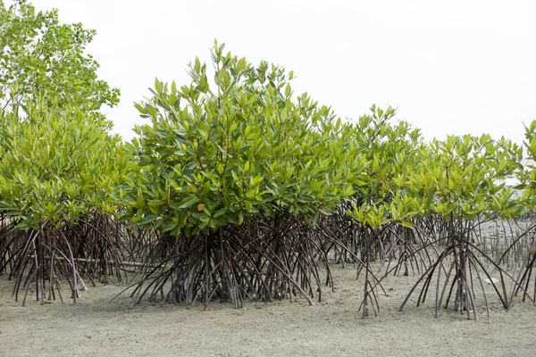 Mangrove planting Stock Photos, Royalty Free Mangrove planting Images ...