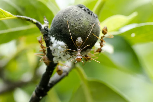 Imágenes de Insecto sin alas, fotos de Insecto sin alas sin royalties ...